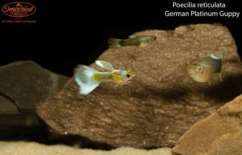 German Platinum Guppy (Poecilia reticulata) - shop Imperial Tropicals