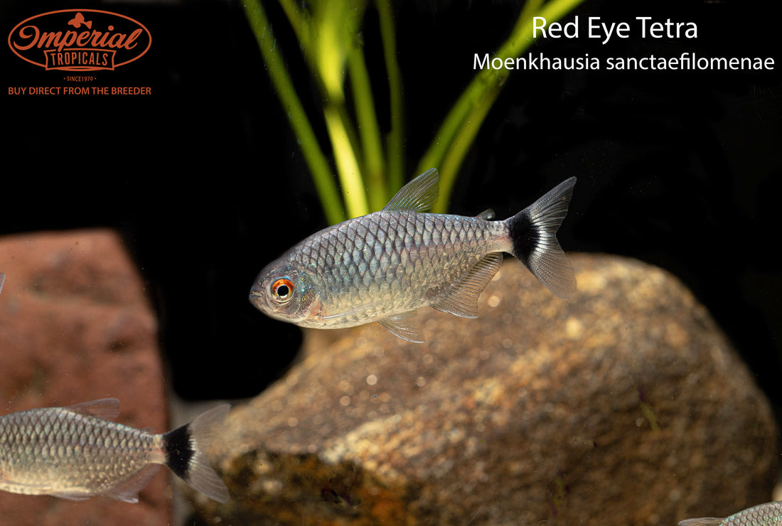 Red Eye Tetra (Moenkhausia sanctaefilomenae) - shop Imperial Tropicals