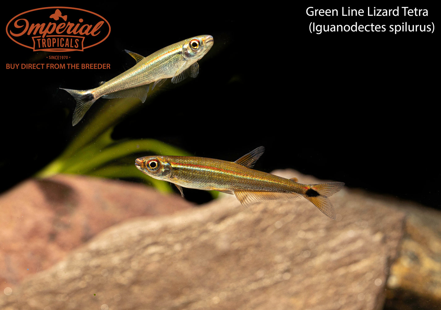 Green Line Lizard Tetra – Imperial Tropicals
