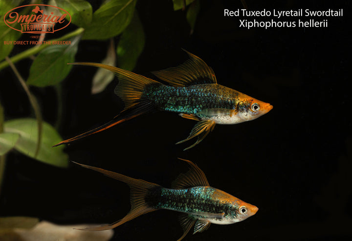 Swordtails – Imperial Tropicals