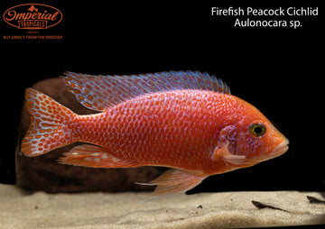 New Arrivals at Imperial Tropicals