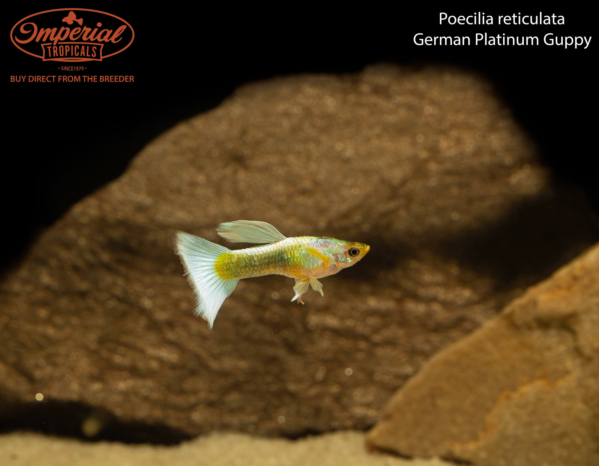 German Platinum Guppy (Poecilia reticulata) - shop Imperial Tropicals