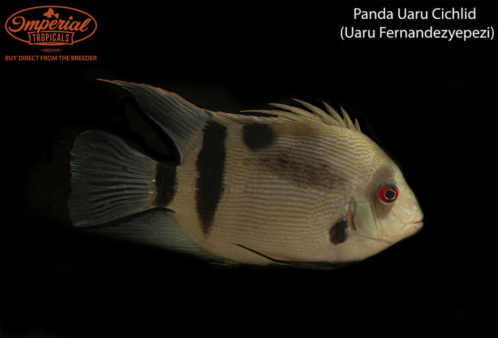 Panda Uaru – Imperial Tropicals