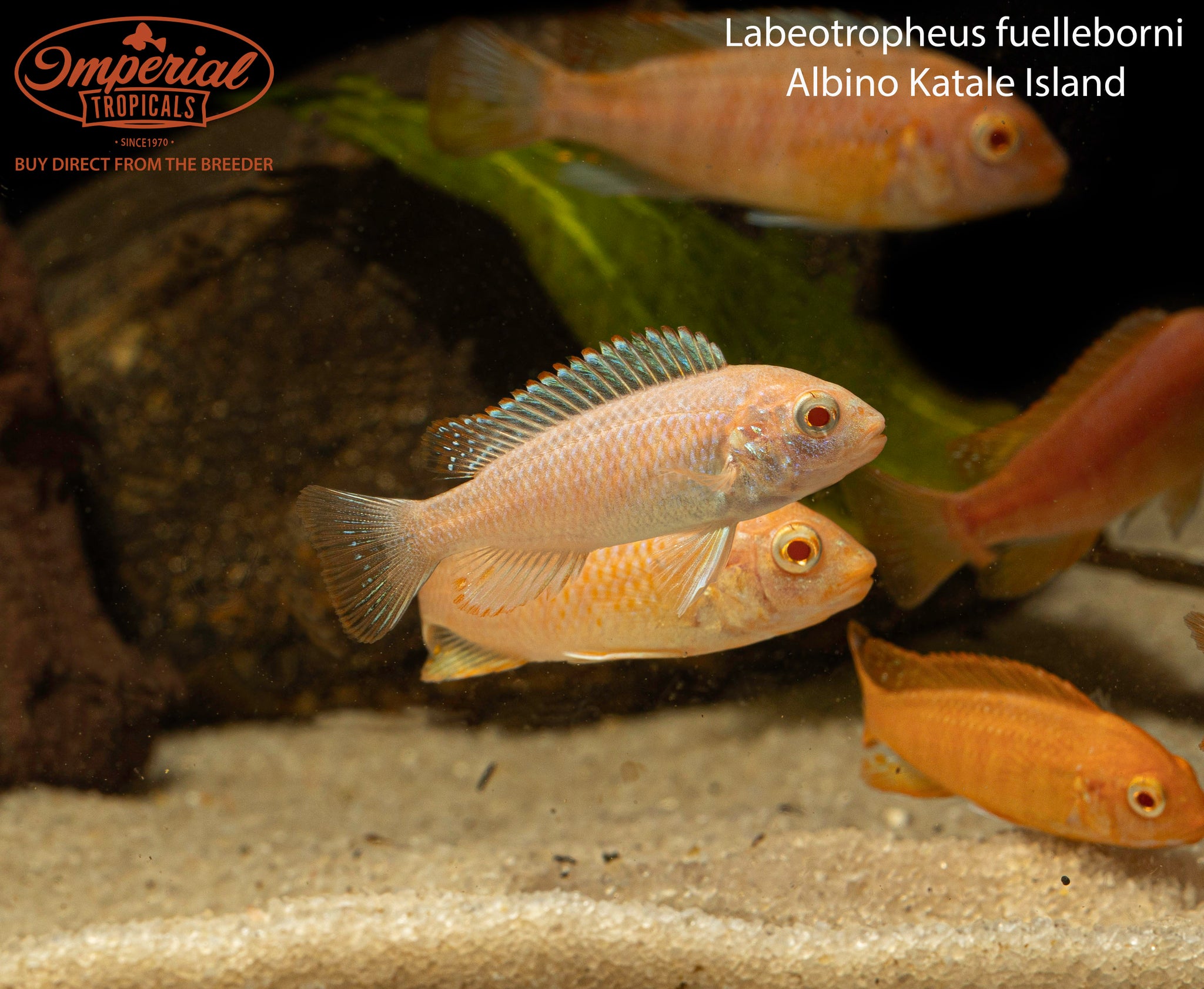 Katale Island (Labeotropheus fuelleborni) - shop Imperial Tropicals