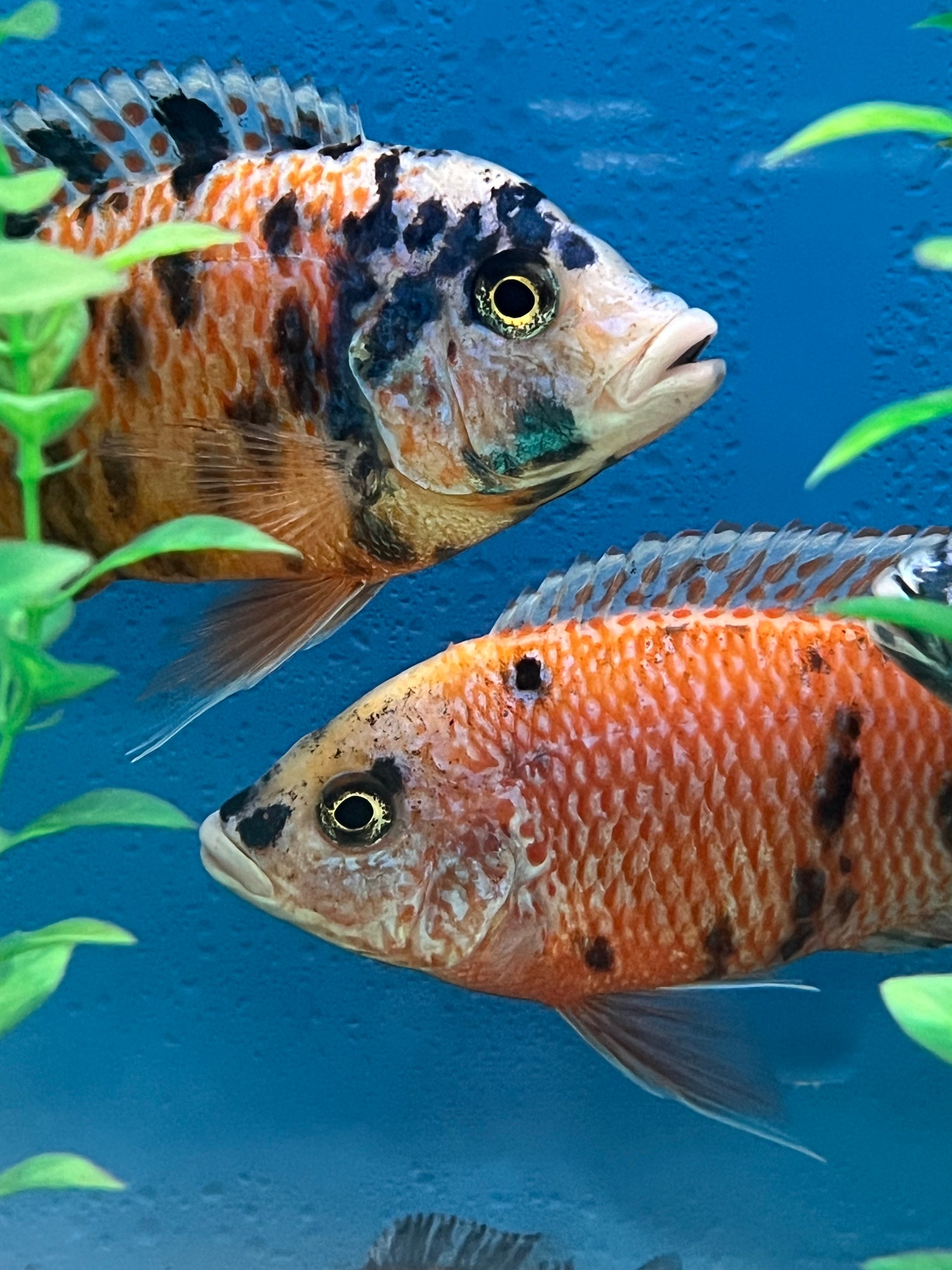 OB Red Empress (Protomelas taeniolatus) - shop Imperial Tropicals