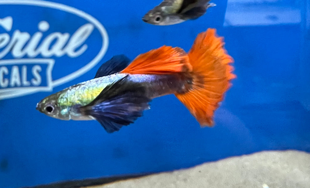 Red Mosaic Dumbo Ear Guppy (Poecilia reticulata) - shop Imperial Tropicals