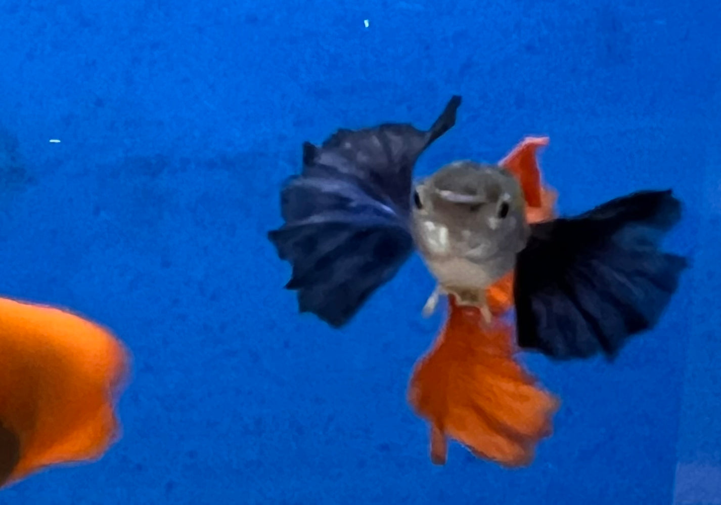 Red Mosaic Dumbo Ear Guppy (Poecilia reticulata) - shop Imperial Tropicals