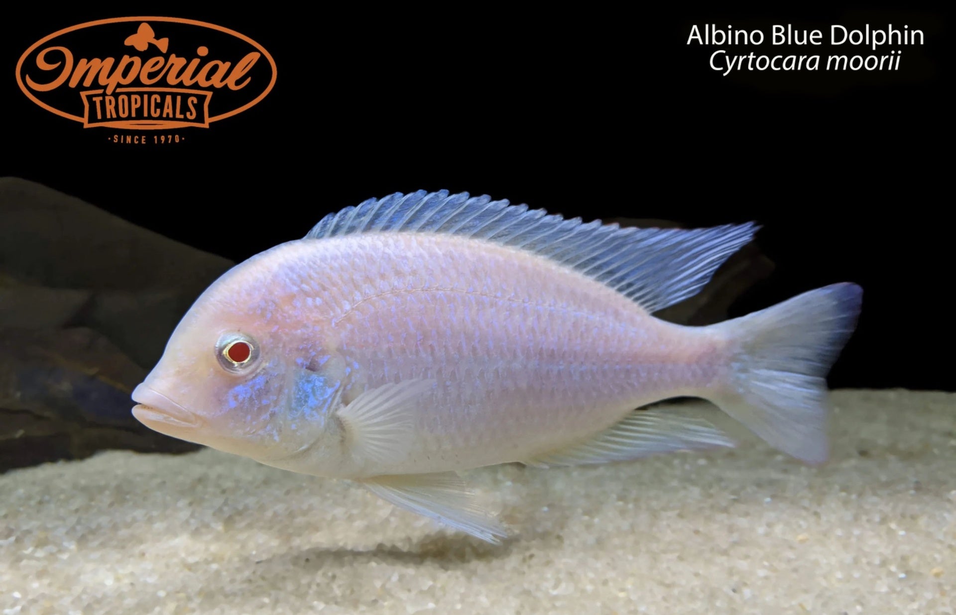 Imperial Tropicals Fish Finder