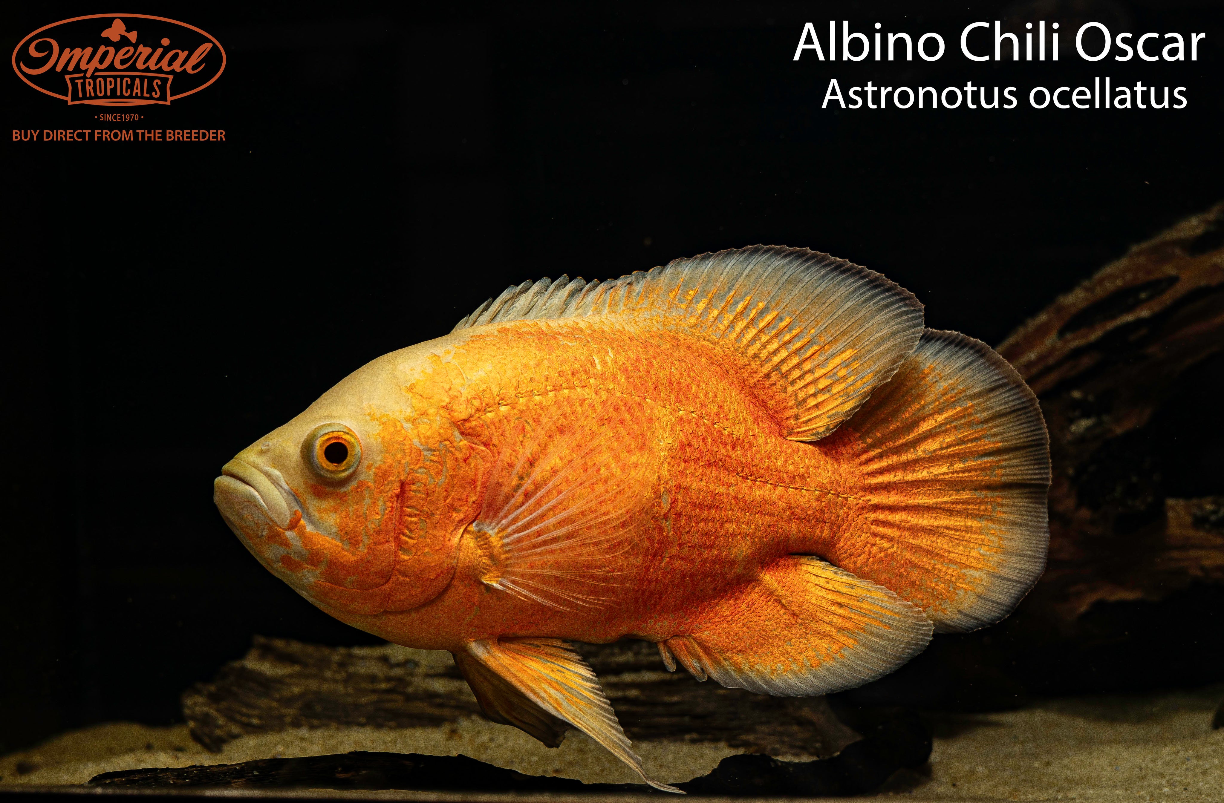 Chili Red Oscar (Astronotus ocellatus) - shop Imperial Tropicals
