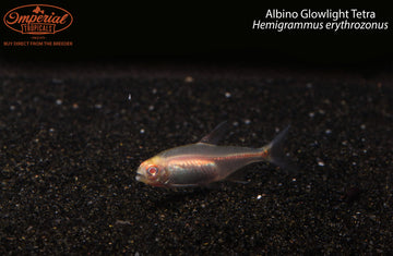 Tetras and Other Characins – Imperial Tropicals