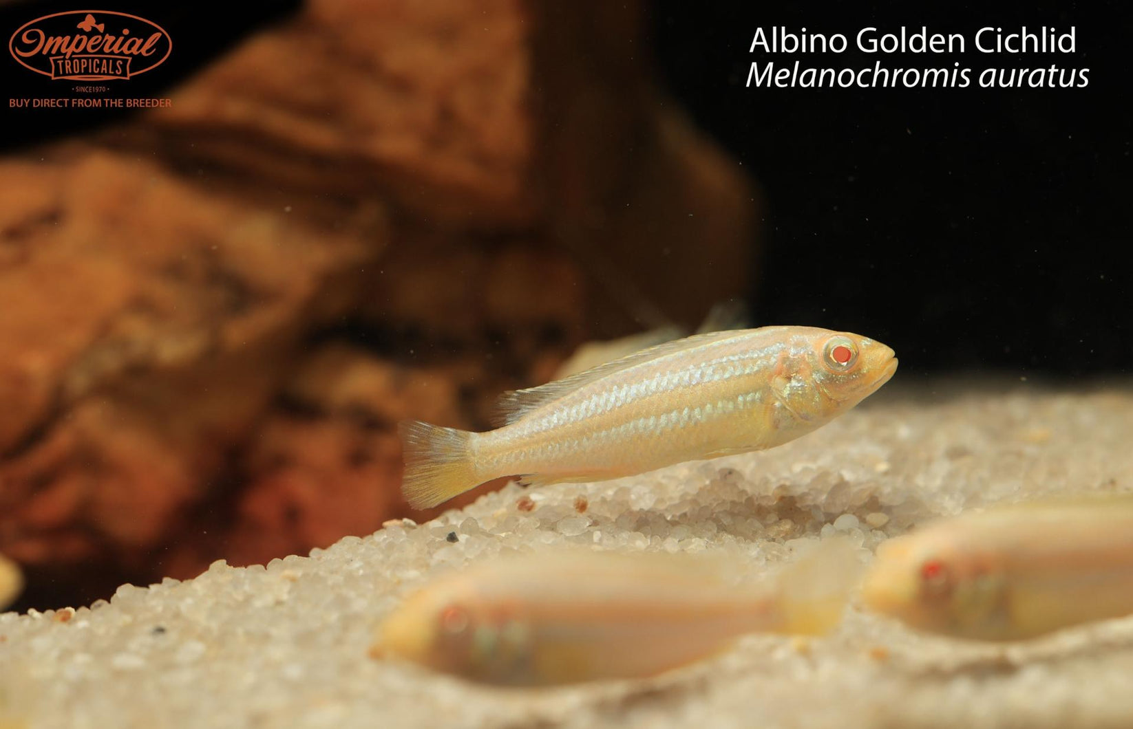 Albino Golden Cichlid (Melanochromis auratus) - shop Imperial Tropicals