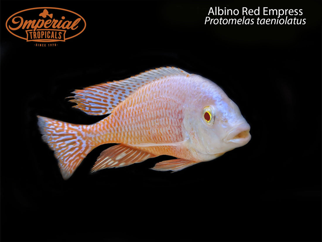 Albino Red Empress (Protomelas taeniolatus) - shop Imperial Tropicals