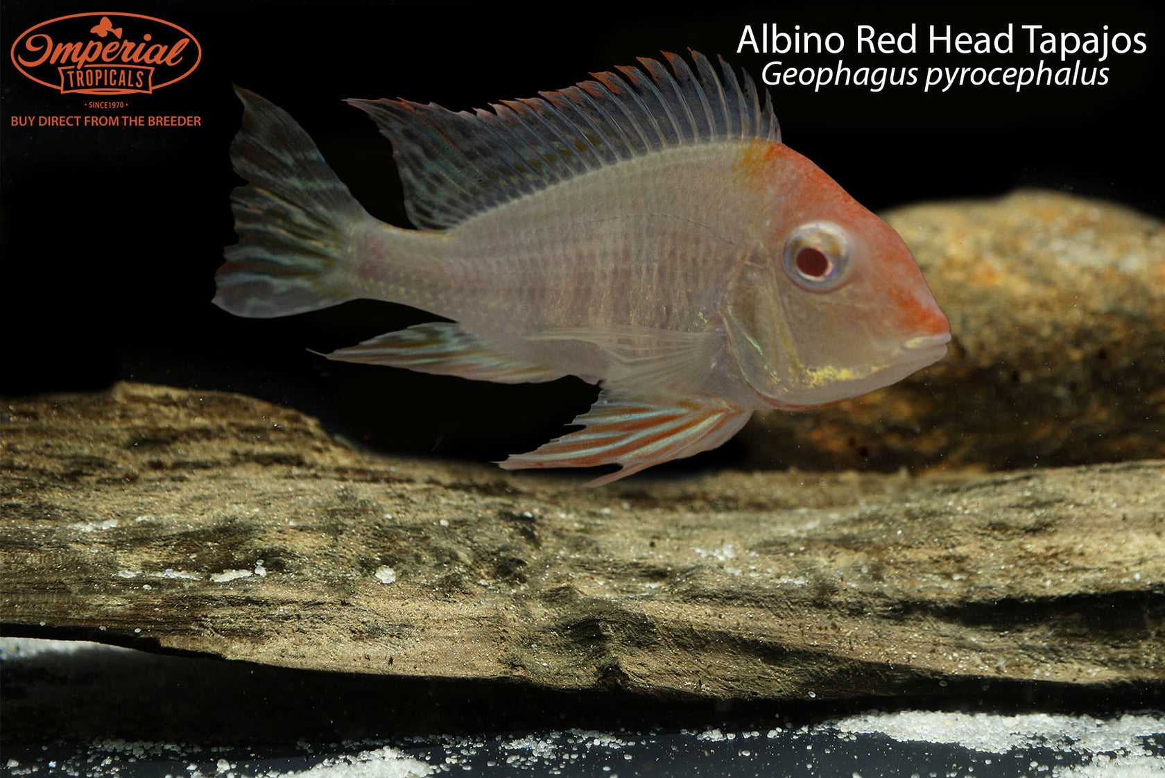 Albino Red Head Tapajos (Geophagus sp.) - shop Imperial Tropicals