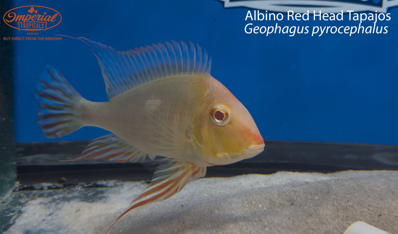Albino Red Head Tapajos (Geophagus sp.) - shop Imperial Tropicals