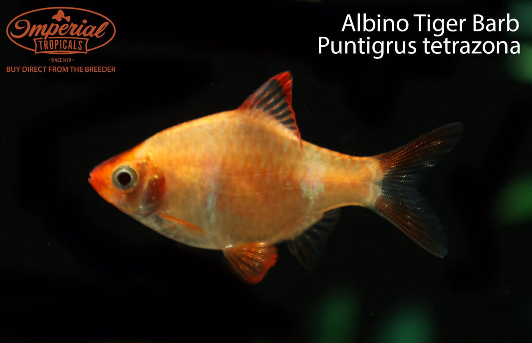 Barbs and Other Cyprinids – Imperial Tropicals