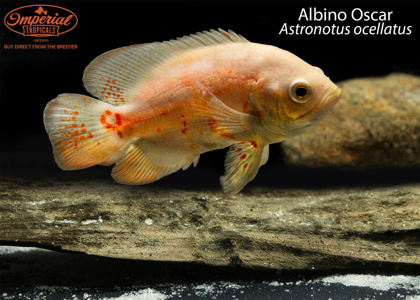 Albino Oscar (Astronotus ocellatus) - shop Imperial Tropicals