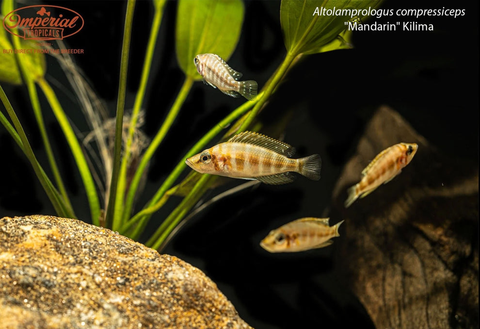 Altolamprologus compressiceps "Mandarin" Kilima – Imperial Tropicals