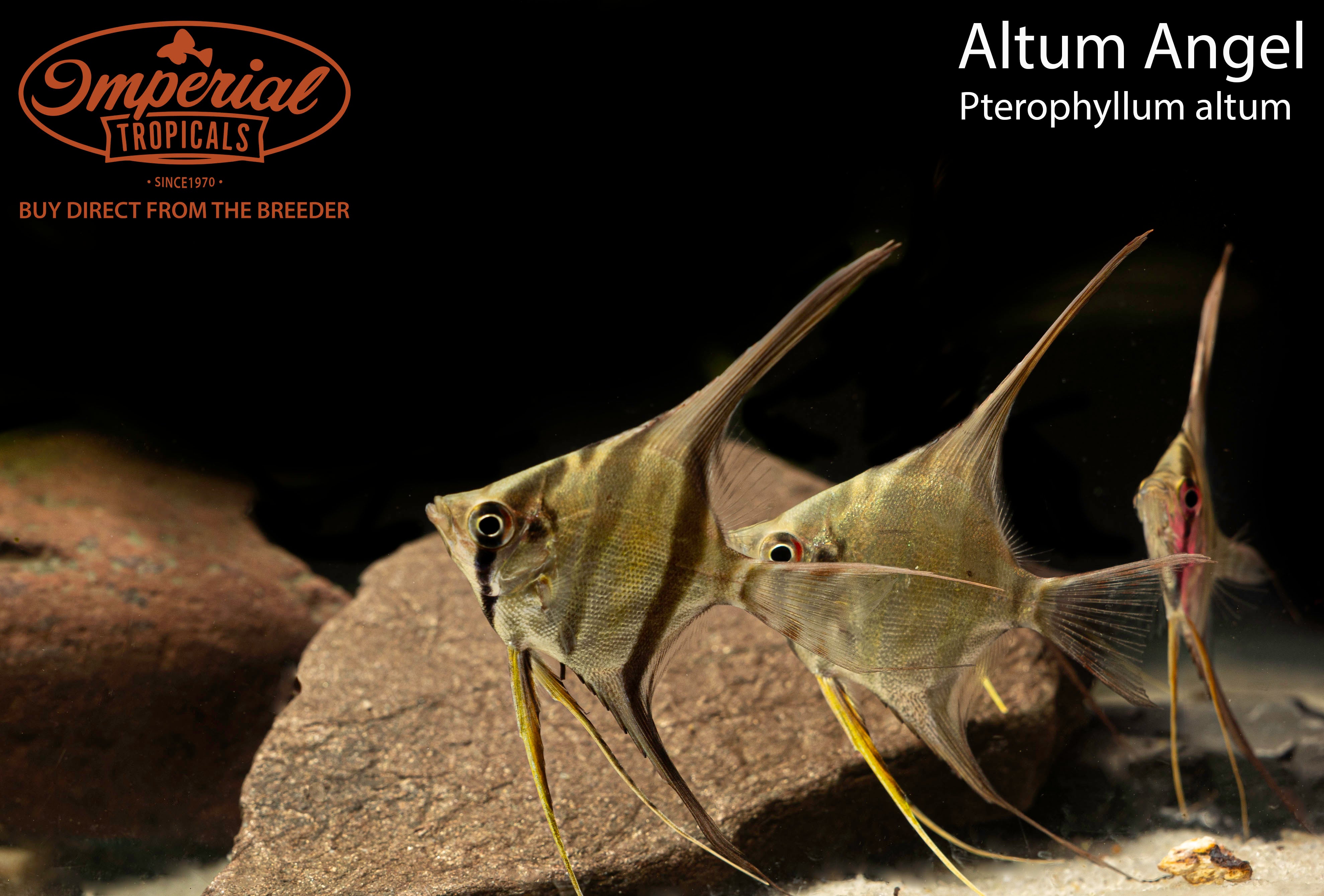 Rio Vichada Altum Angelfish – Imperial Tropicals