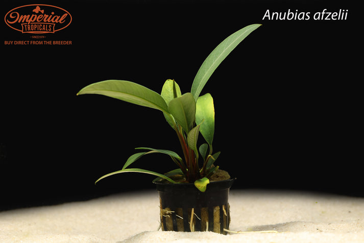 Anubias afzelii – Imperial Tropicals