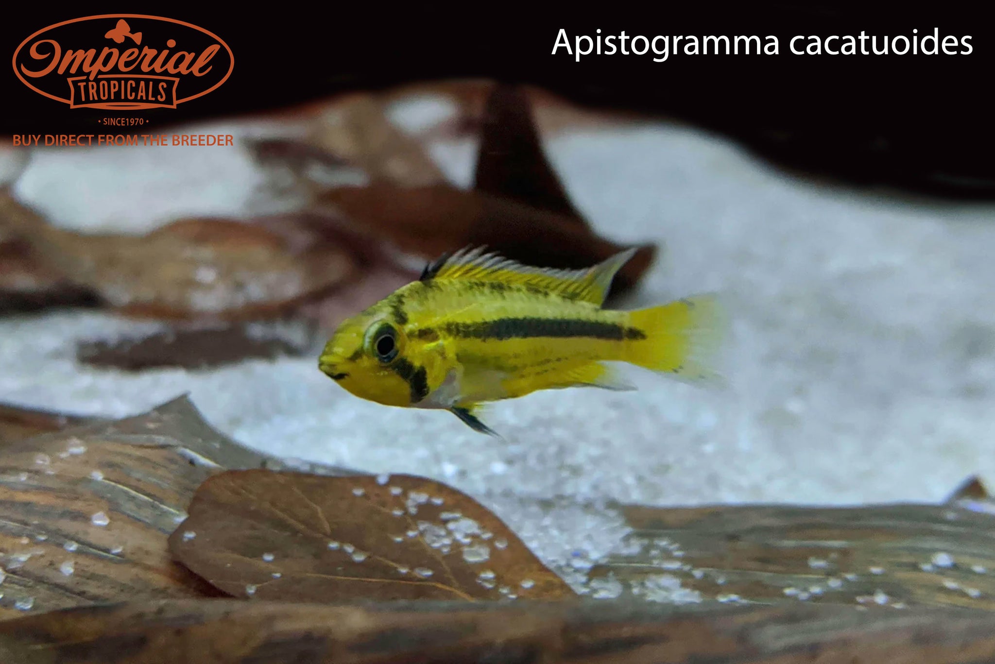 Triple Red Cockatoo (Apistogramma cacatuoides) - shop Imperial Tropicals