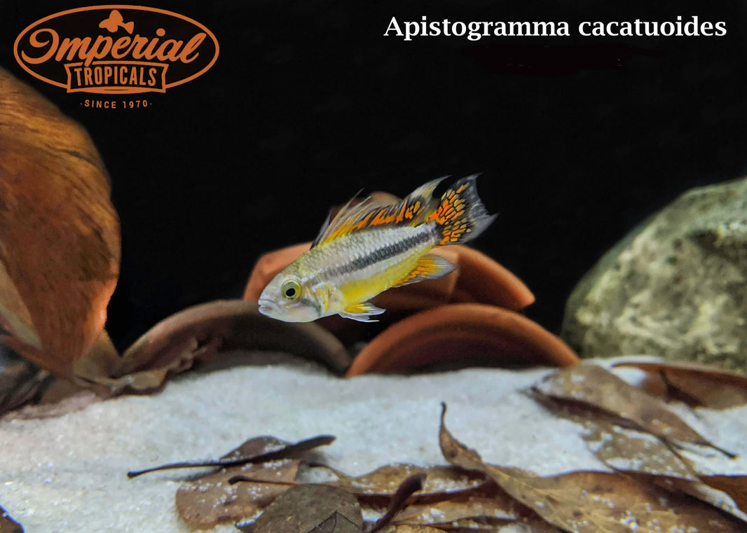 American cichlids – Imperial Tropicals