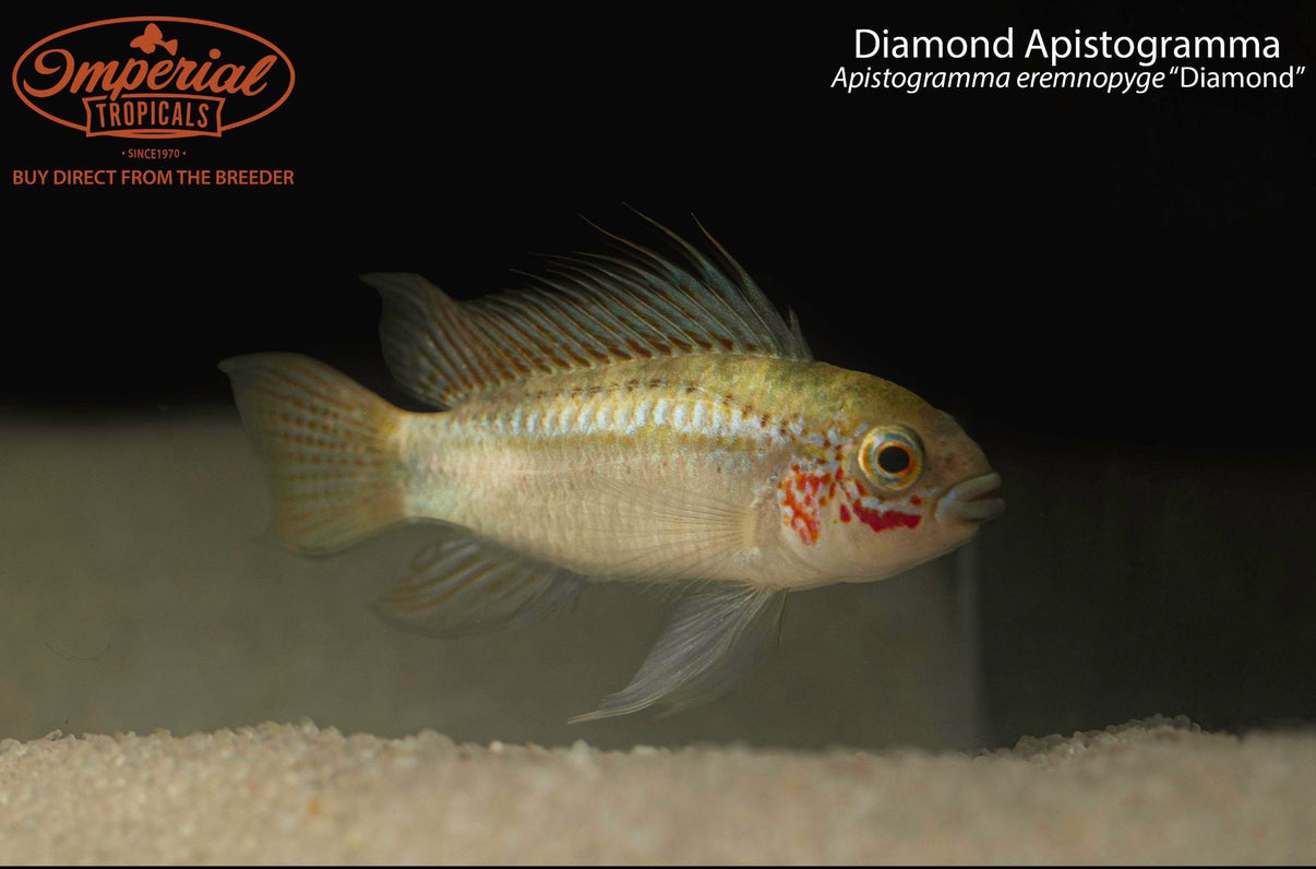 Diamond Apistogramma – Imperial Tropicals