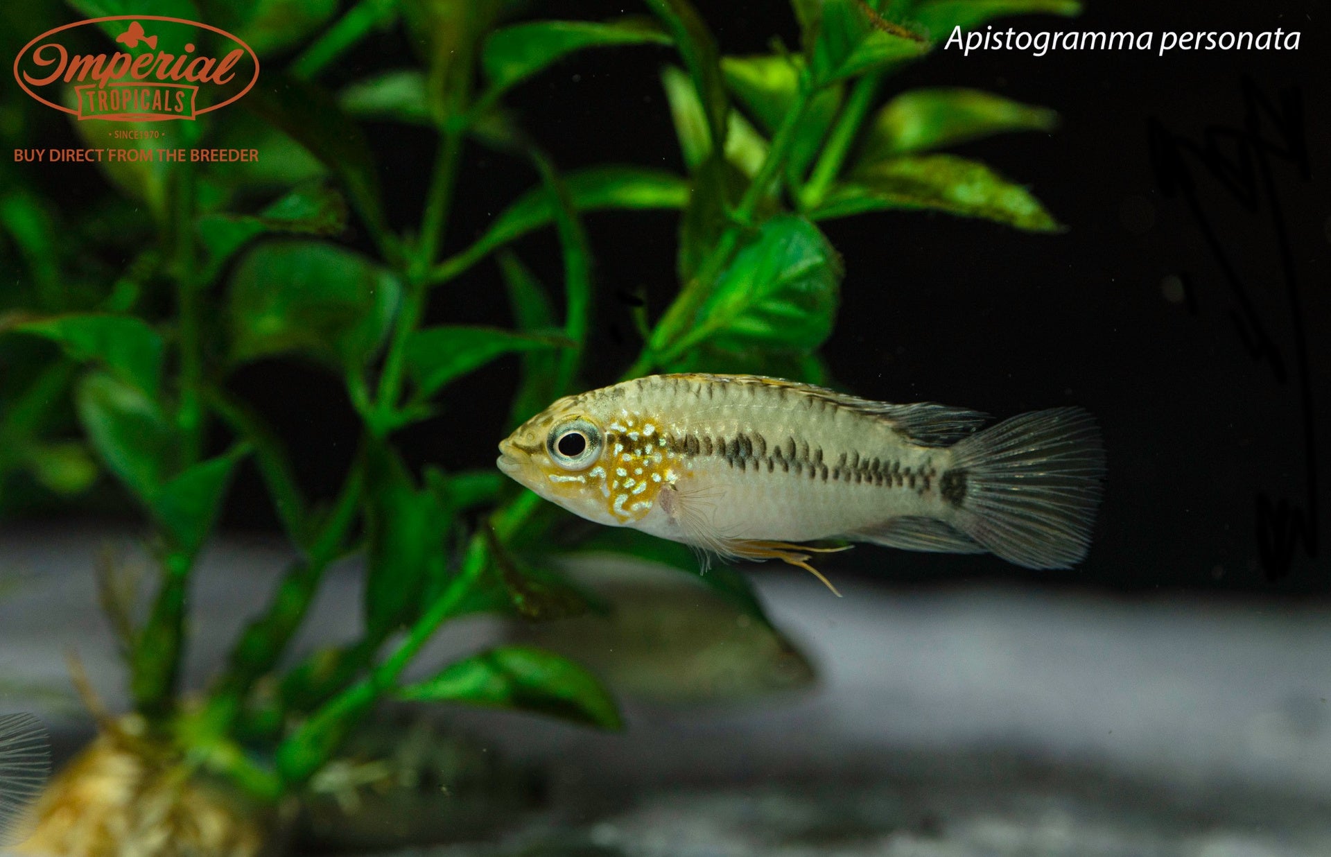 American cichlids – Imperial Tropicals