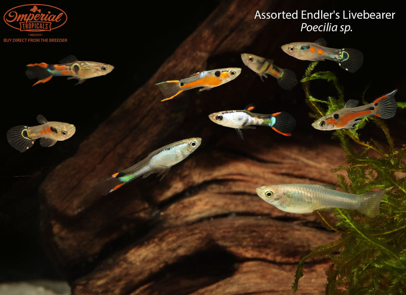 Assorted Endler's Livebearer (Poecilia sp.) - shop Imperial Tropicals