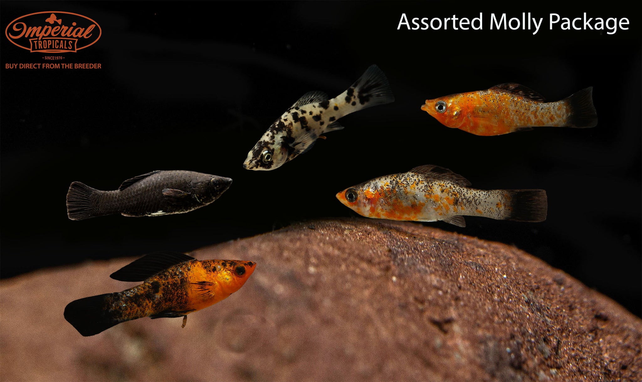 Assorted Molly Package - shop Imperial Tropicals