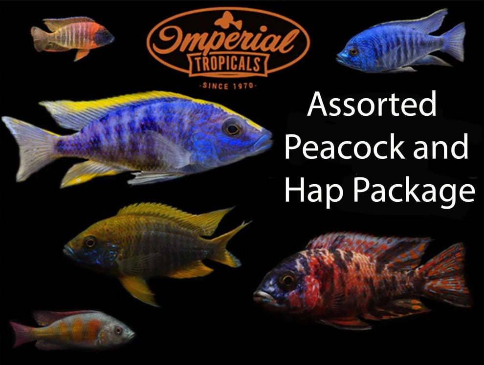 Assorted Peacock/Hap Cichlid Package - shop Imperial Tropicals