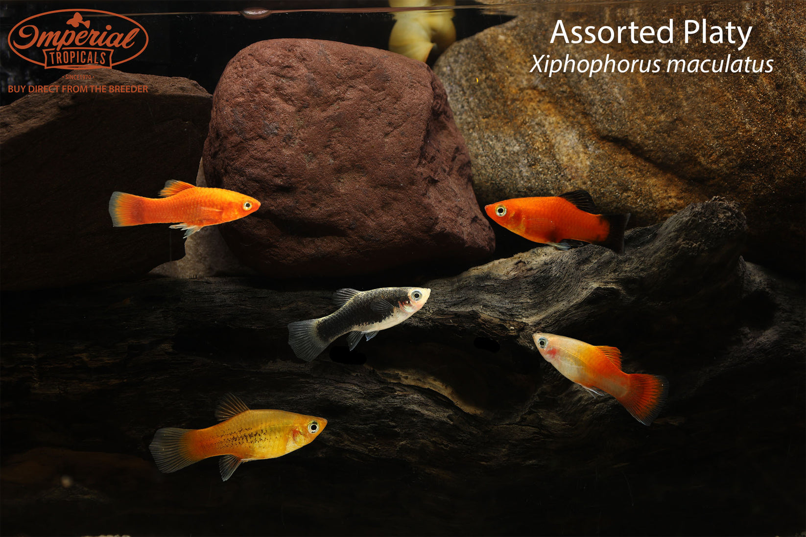 Assorted Platy (Xiphophorus maculatus) - shop Imperial Tropicals