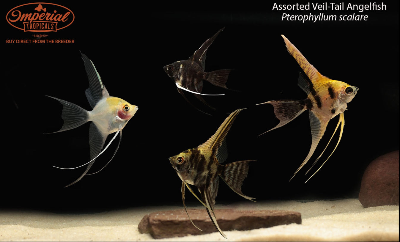 Assorted Veil-Tail Angelfish (Pterophyllum scalare) - shop Imperial ...