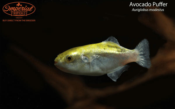 Avocado Puffer (Auriglobus modestus) – Imperial Tropicals