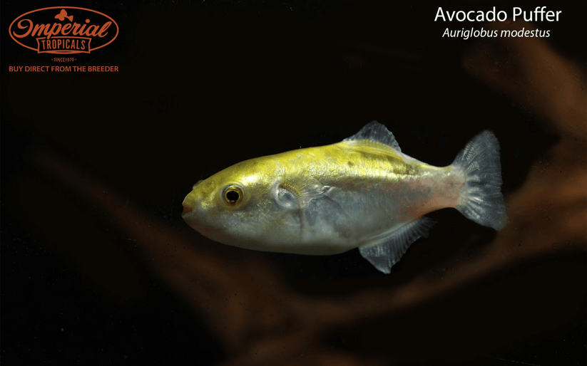 Avocado Puffer (Auriglobus modestus) – Imperial Tropicals
