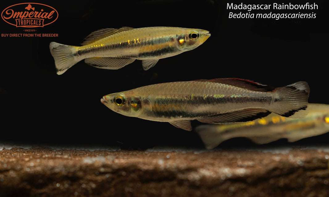 Rainbowfish – Imperial Tropicals