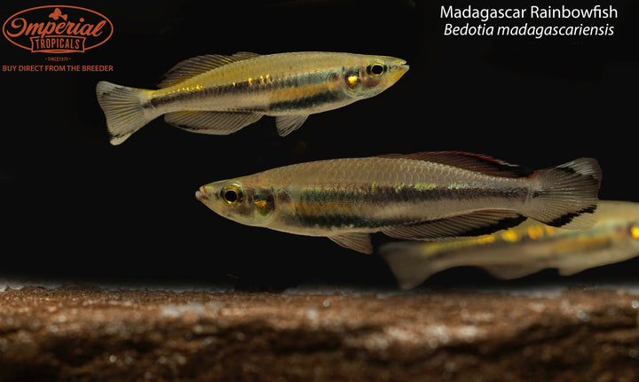 Rainbowfish – Imperial Tropicals
