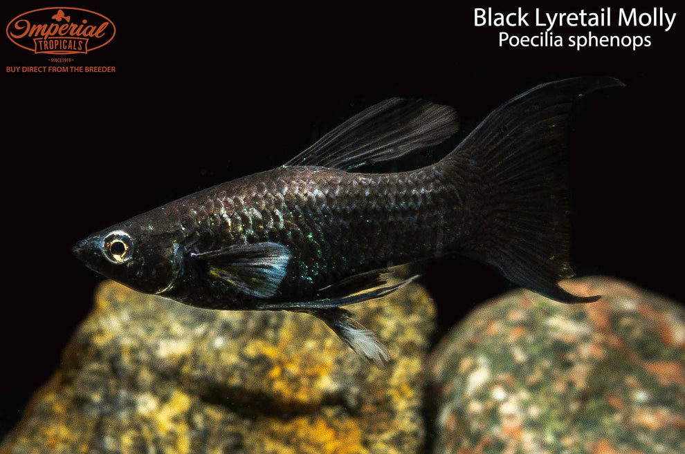 Black Lyretail Molly (Poecilia sphenops) – Imperial Tropicals