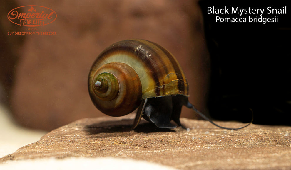 Black Mystery Snail (Pomacea bridgesii) - shop Imperial Tropicals