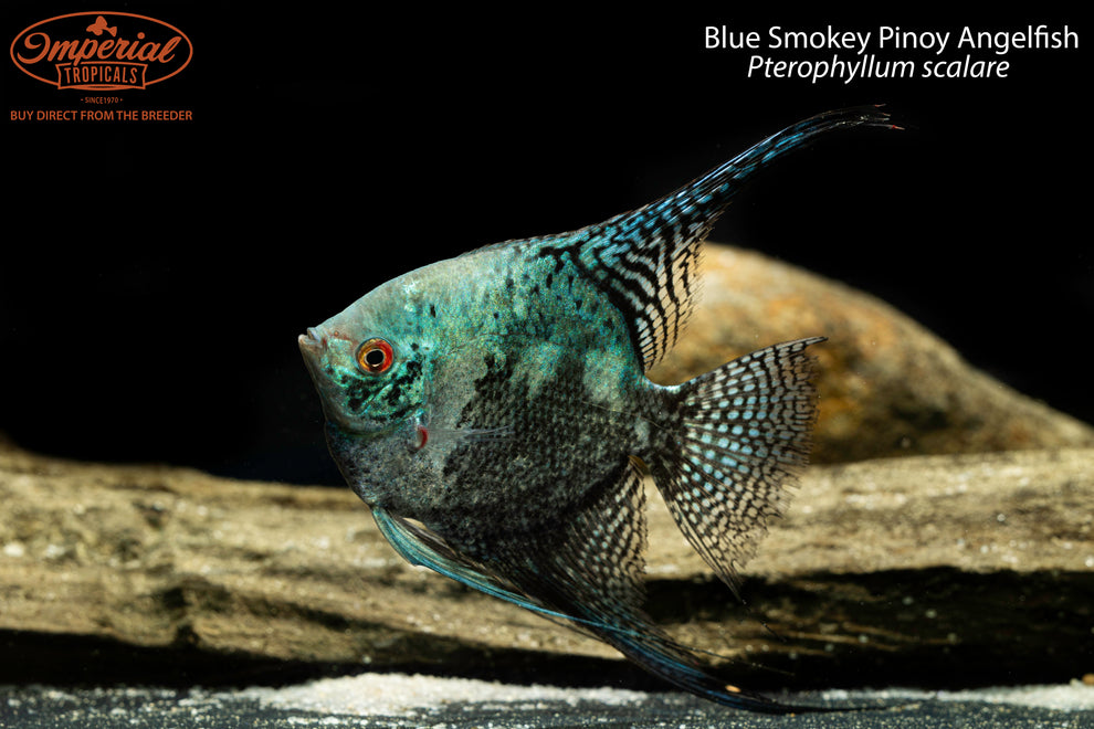 Blue Smokey Pinoy Angelfish (Pterophyllum scalare) – Imperial Tropicals