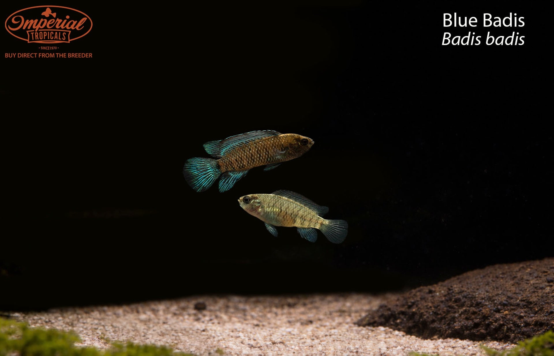 Blue Badis (Badis badis) – Imperial Tropicals