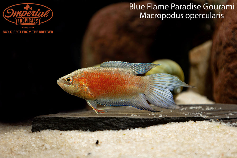 Imperial Tropicals - Buy aquarium fish direct from the breeder