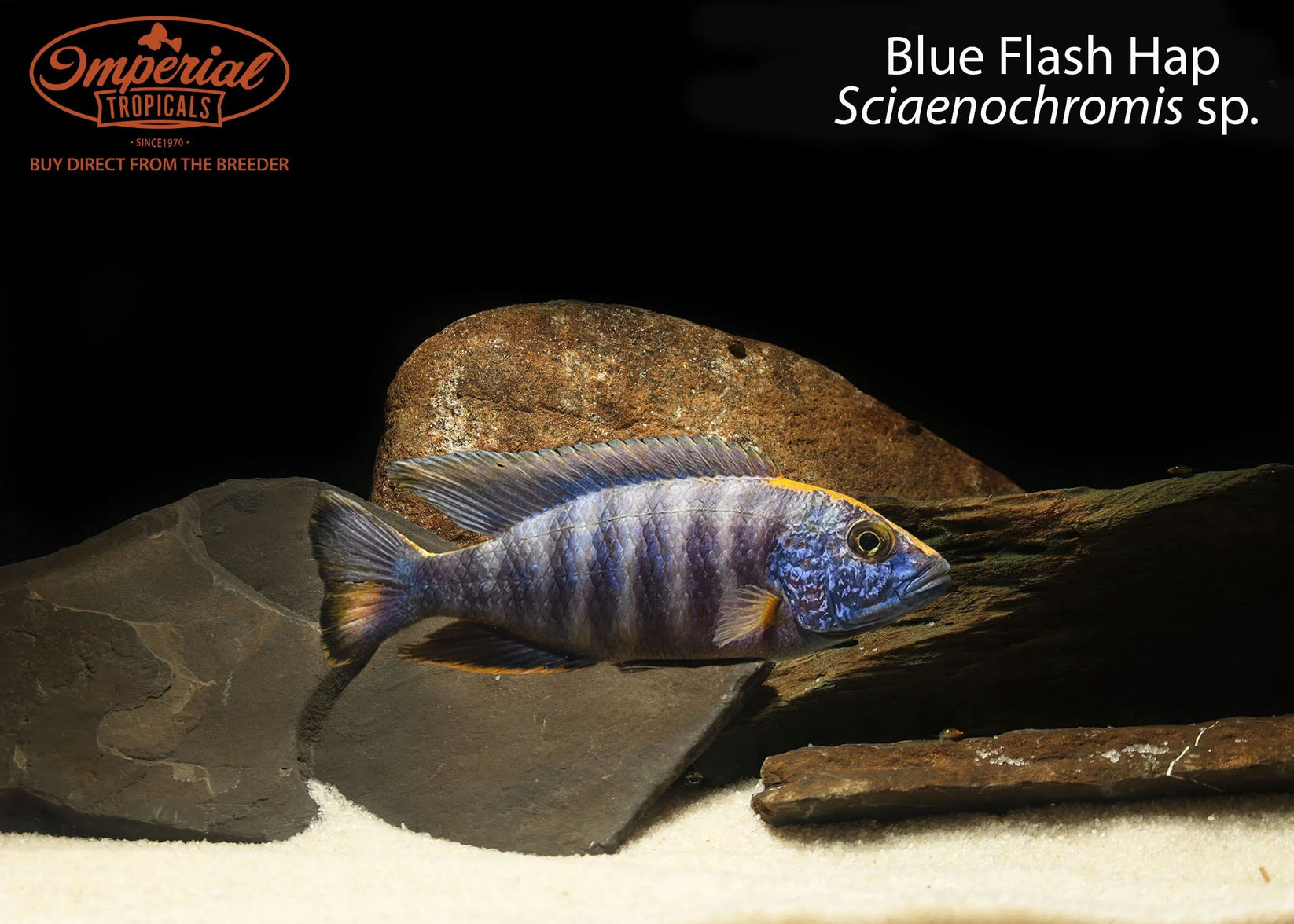 Blue Flash (Sciaenochromis sp.) - shop Imperial Tropicals