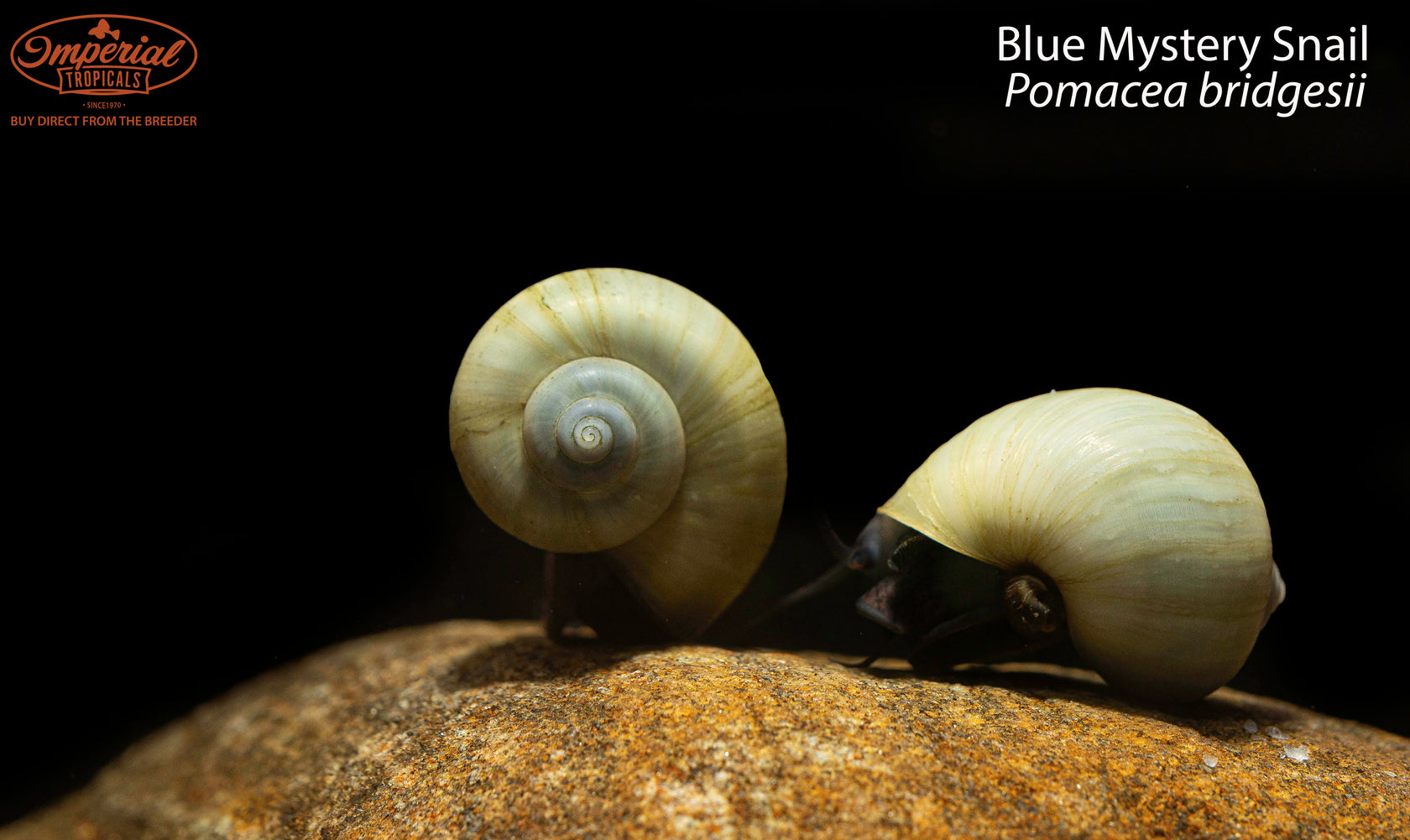 Blue Mystery Snail (Pomacea bridgesii) - shop Imperial Tropicals