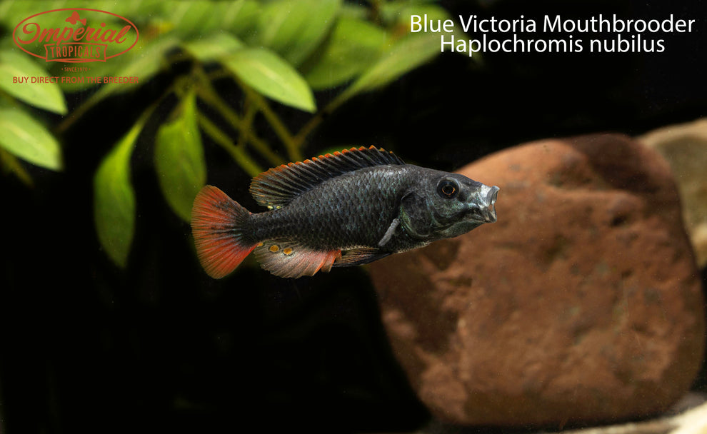 Blue Victoria Mouthbrooder (Haplochromis nubilus) – Imperial Tropicals