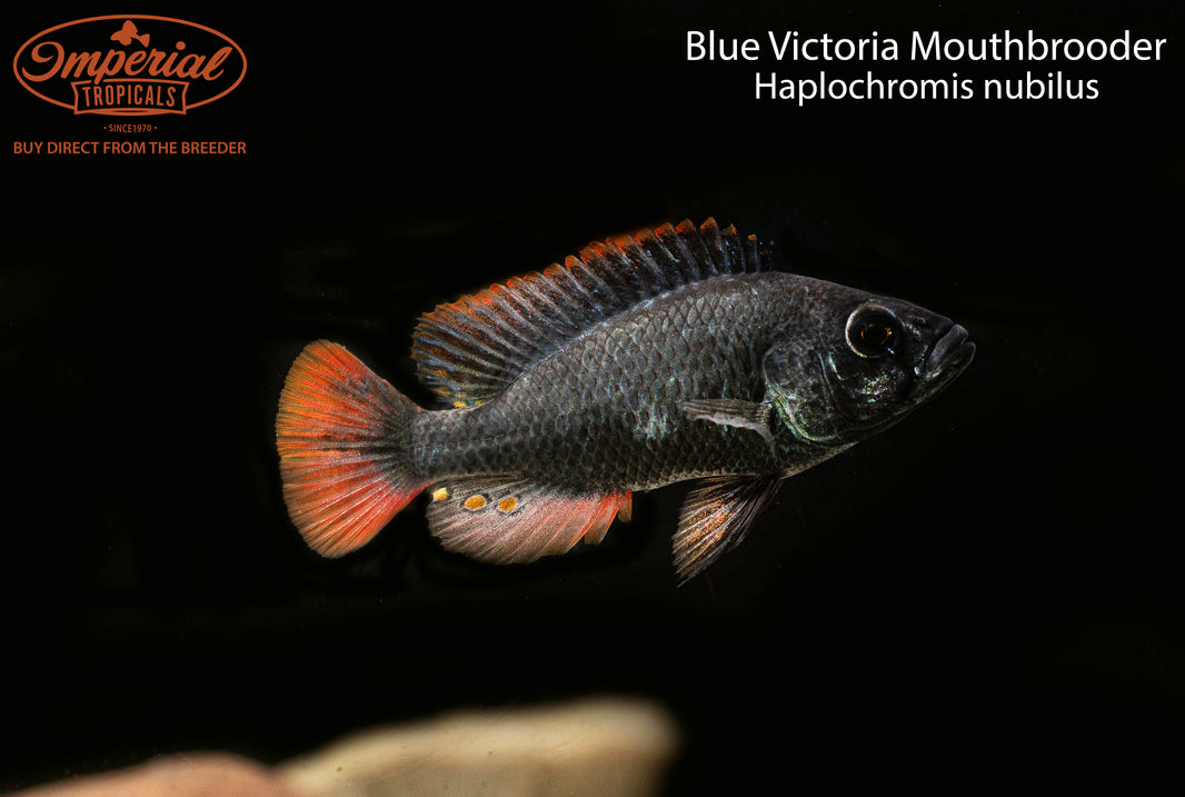 Lake Victoria cichlids – Imperial Tropicals