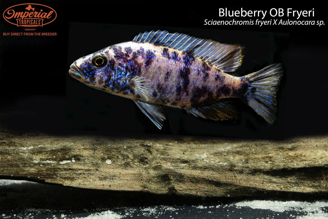 Blueberry OB Fryeri – Imperial Tropicals