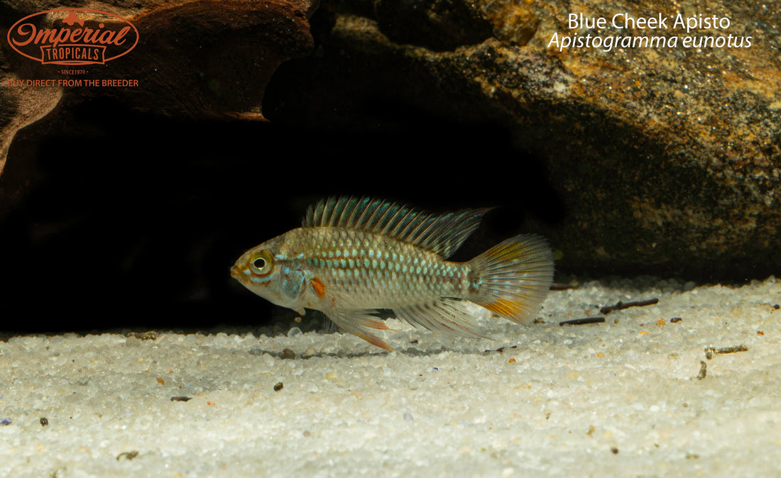Blue Cheek Apisto – Imperial Tropicals