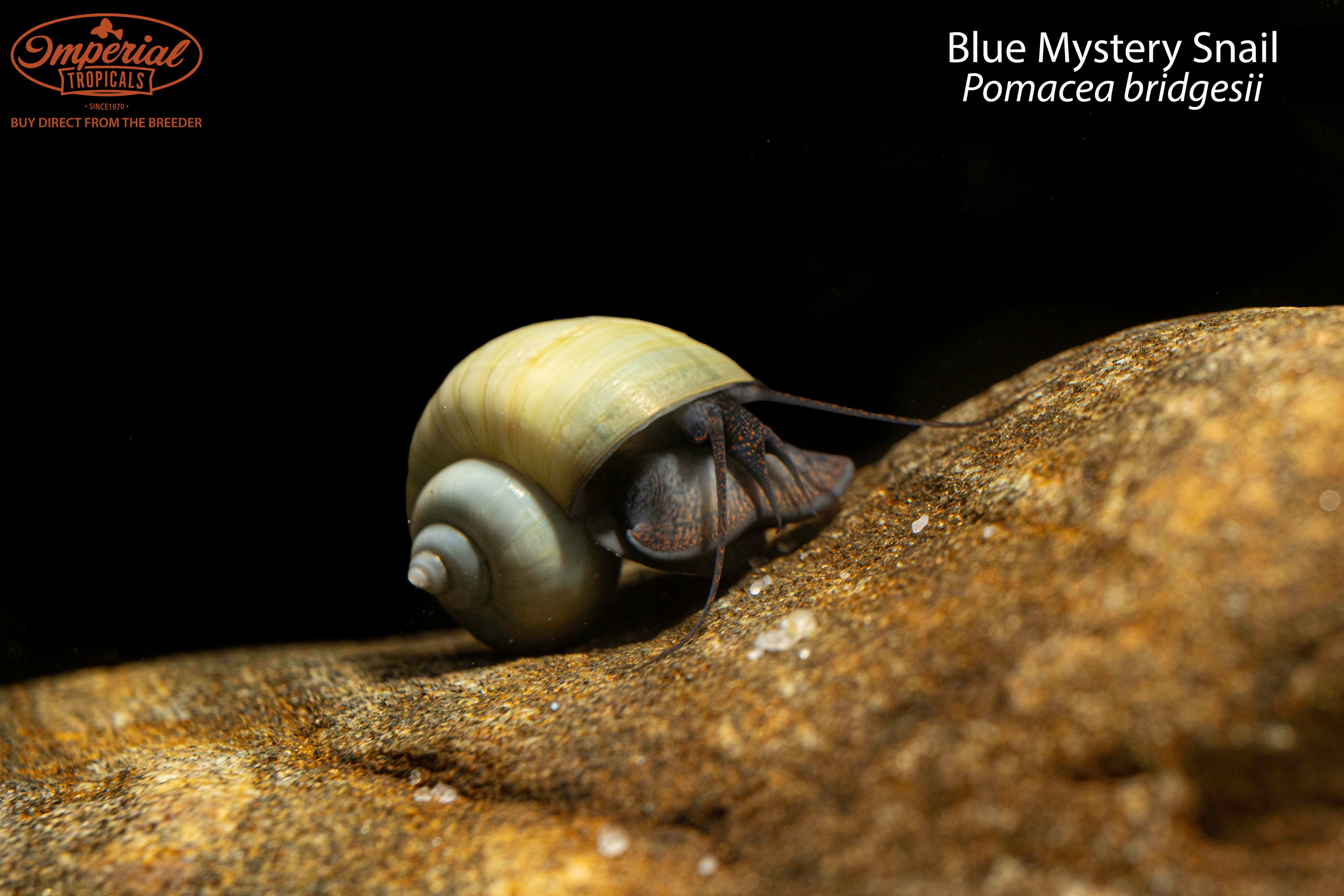 Blue Mystery Snail (Pomacea bridgesii) - shop Imperial Tropicals