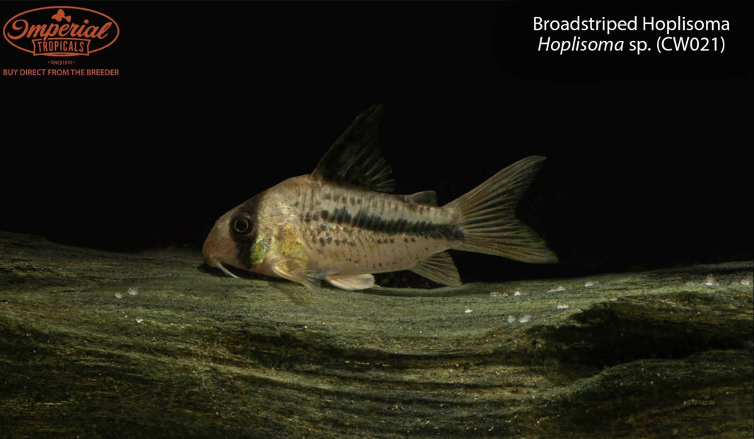 Corydoras and Allies – Imperial Tropicals