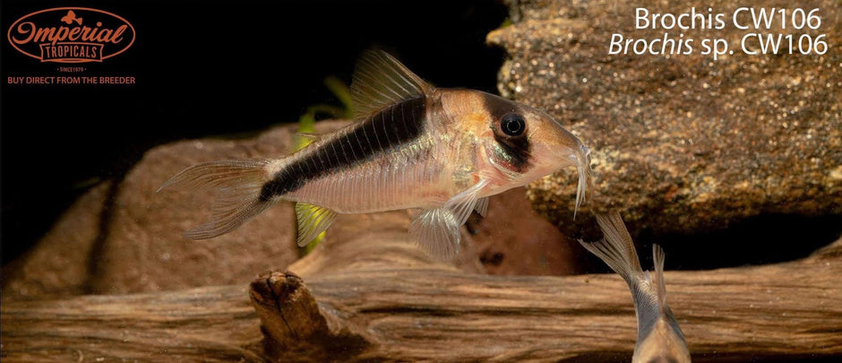 Corydoras and Allies – Imperial Tropicals